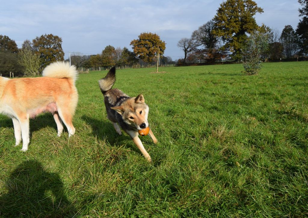 Accueil - Elevage Du Murmure Des Ginkgos - eleveur de chiens Shikoku